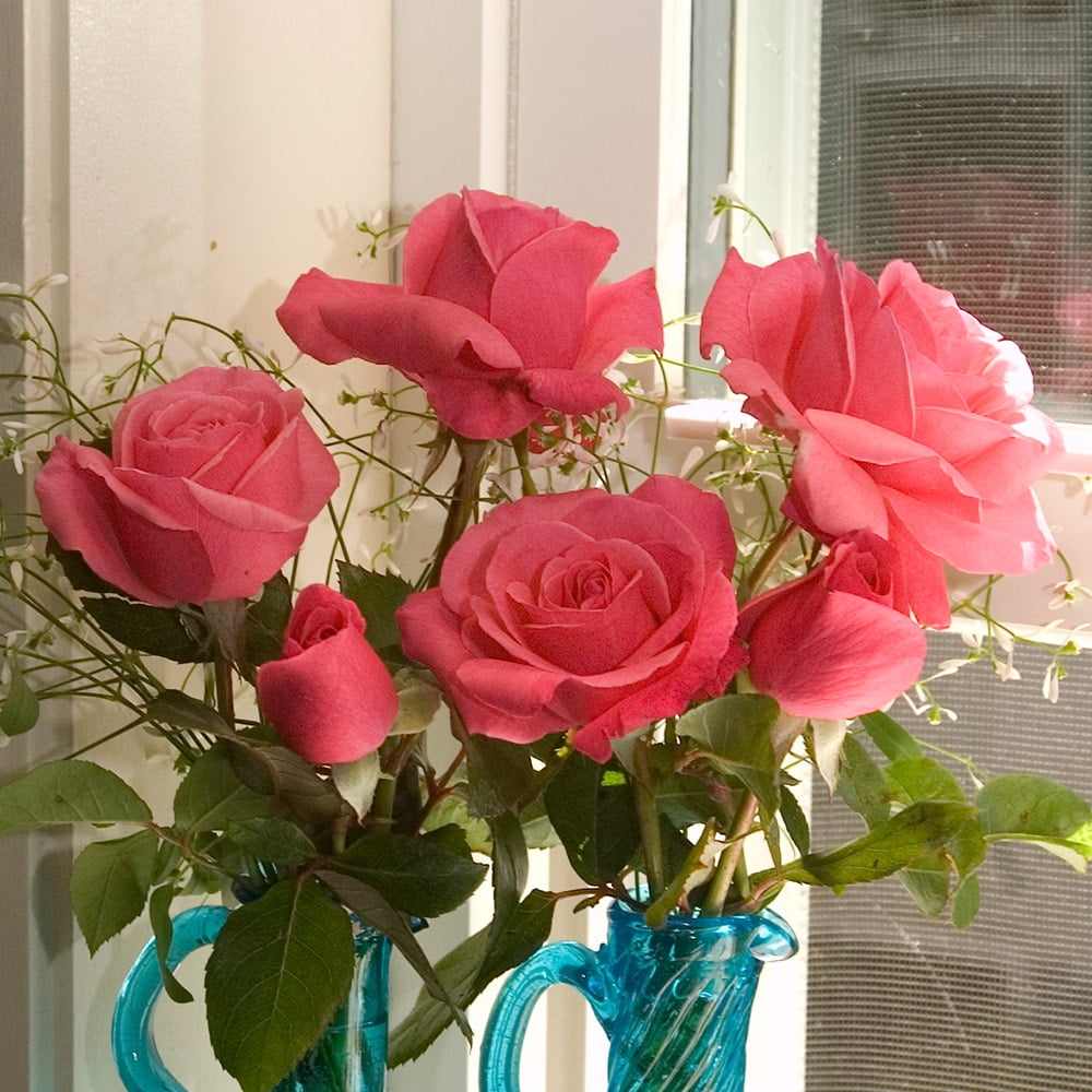 Heirloom Roses - Grandma's Blessing Shrub Rose Plant - Walmart.com
