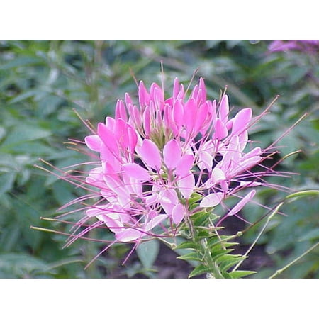 200 ROSE QUEEN CLEOME (Spider Flower) Cleome Hasslerana Cleome Spinosa ...