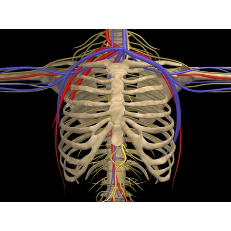 Rib cage with nerves, arteries and veins Poster Print (33 x 24 ...