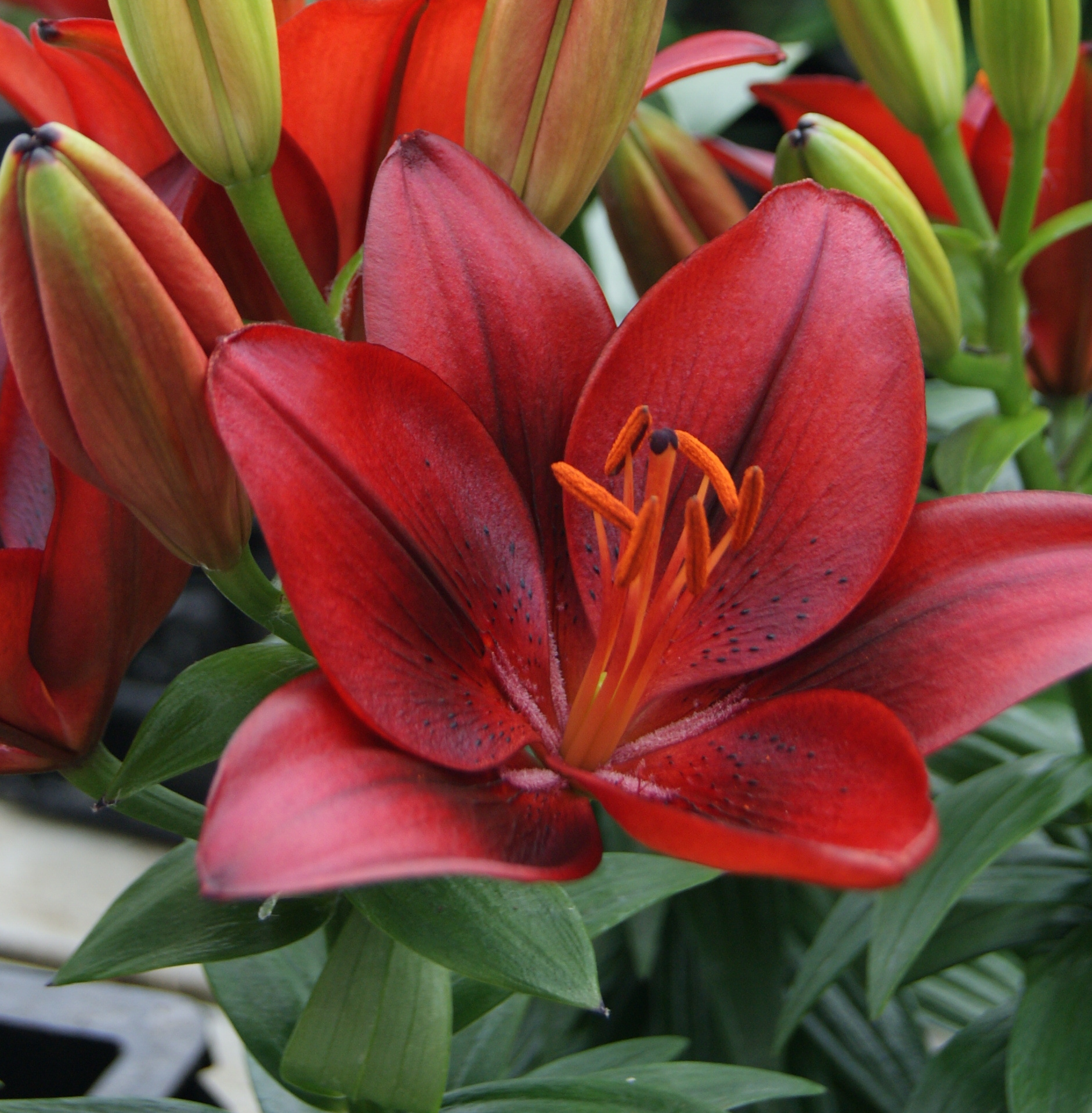 Tiny Rocket Lily - 5 Bulbs - Walmart.com