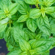 Burpee Organic Sweet Basil Herb Seed, 1-Pack - Walmart.com
