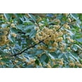 10 Rare Tropical SEEDS- Litsea monopetala -Meda- Very Rare - Walmart.com