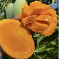 Malika Dwarf Cold Hardy MANGO TREE GRAFTED (2-4 Feet Tall) - Walmart.com