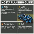 500 pcs Perennial Brilliant Midnight Blue Hostas Bulbs For Planting ...
