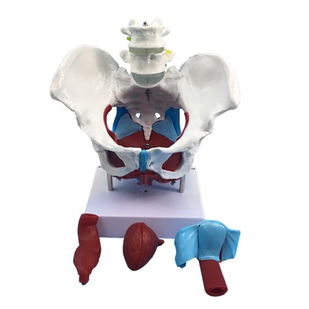 Deluxe PVC Life Size Human Female Pelvis with Organs | Floor Muscles ...