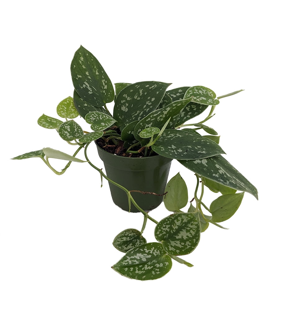 Rare Silver Cloud Philodendron - Scindapsus pictus - EASY - 4" Pot ...
