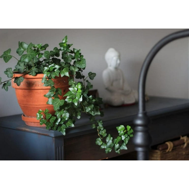Hedera Helix Indoor Plant