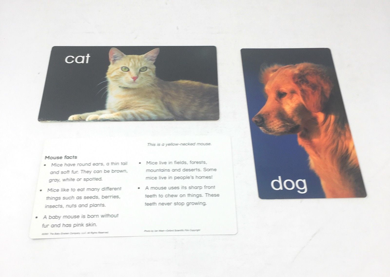 Baby Einstein Nature Discovery Cards