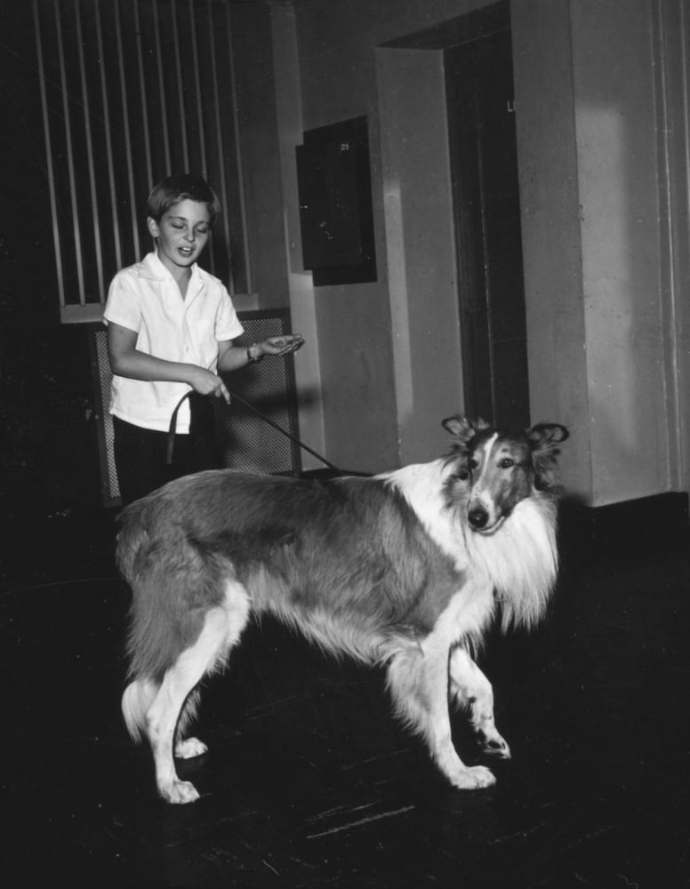 Tommy Rettig With Lassie Photo Print