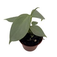 Rare Silvery Ann Philodendron - Scindapus pictus - EASY - 4" Pot ...