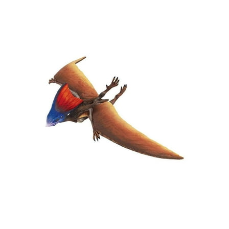 Safari Ltd. Flying Squirrel Figurine - Lifelike 6.5" Model Figure ...