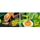 Exo Terra Worm Dish Mealworm Feeder - Walmart.com
