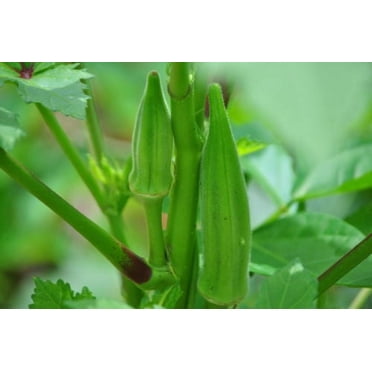 Clemson Spineless Okara Garden Seeds - 10 Gram Packet - Non-GMO ...
