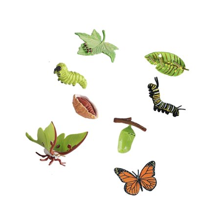 Butterfly Moth Life Cycle Model Science Lifelike Model for Development ...