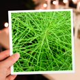 3drose, Bright Green Grass Grows Along the Creek and Collects Dew Drops ...