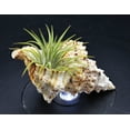 Beautiful Bursa Shell Airplant Kit (Tillandsia) 4-5" Coastal Beach ...