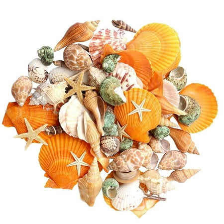 Freshwater Saltwater Aquarium Terrarium Natural Sea Theme Shells ...