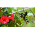 Engenius Energy LLC, Rare Dark Red Hummingbird Trumpet Vine Seeds ...