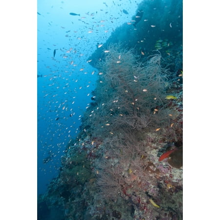 Colourful reef with hard and pink soft coral and green anthias and red ...