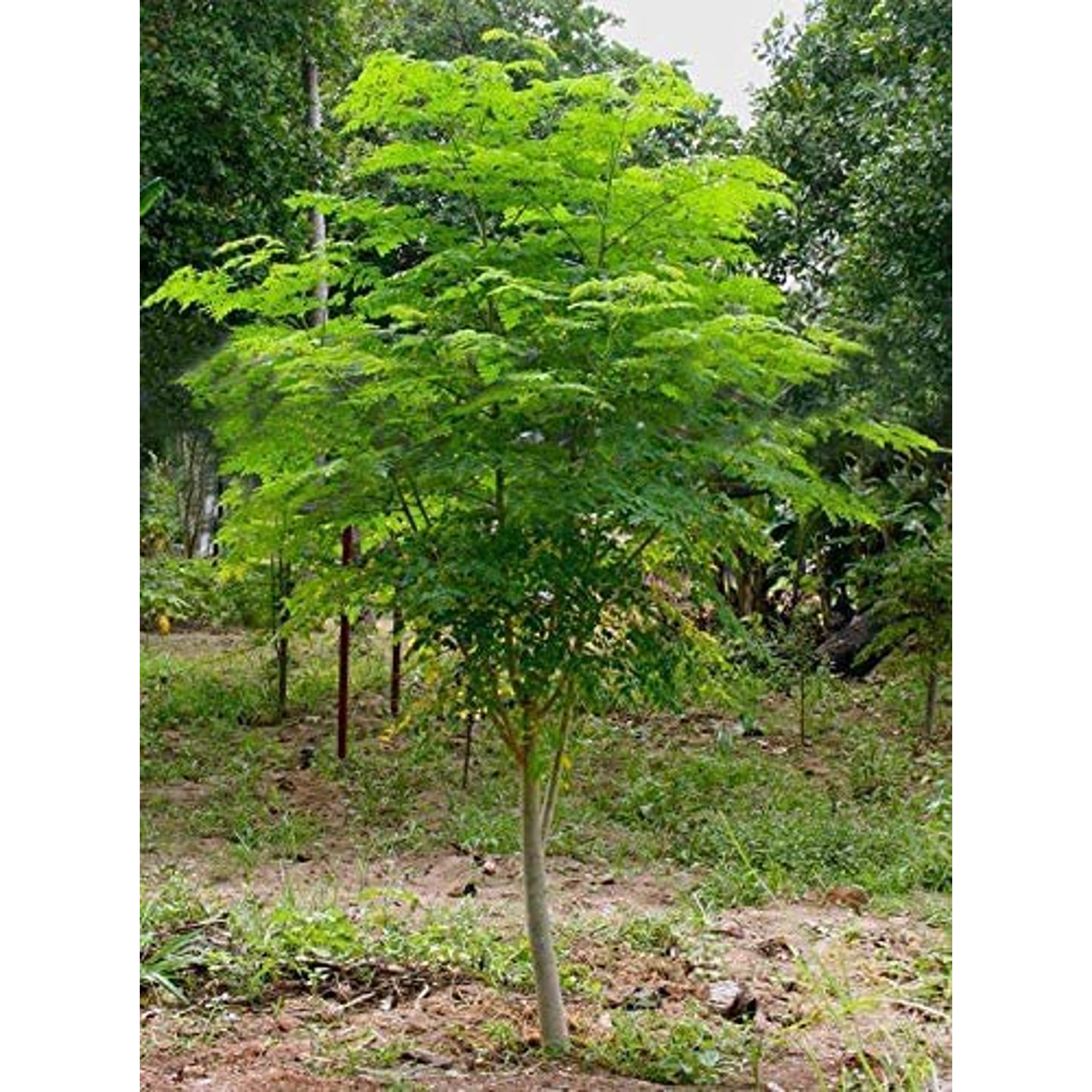Moringa Tree