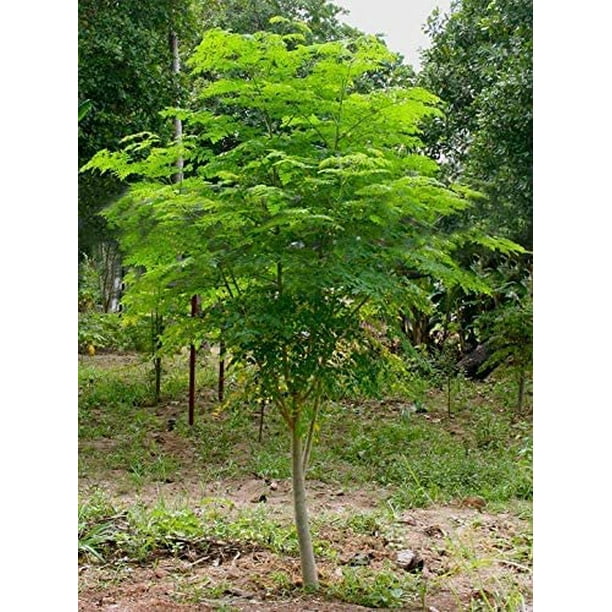 30 Seeds of The Tree of Life - The Moringa Tree - Easy to Grow, Fast ...