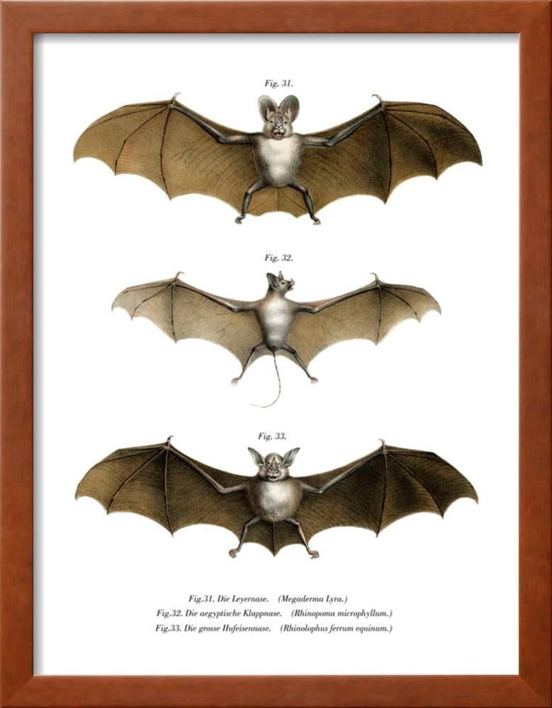 Greater False Vampire Bat