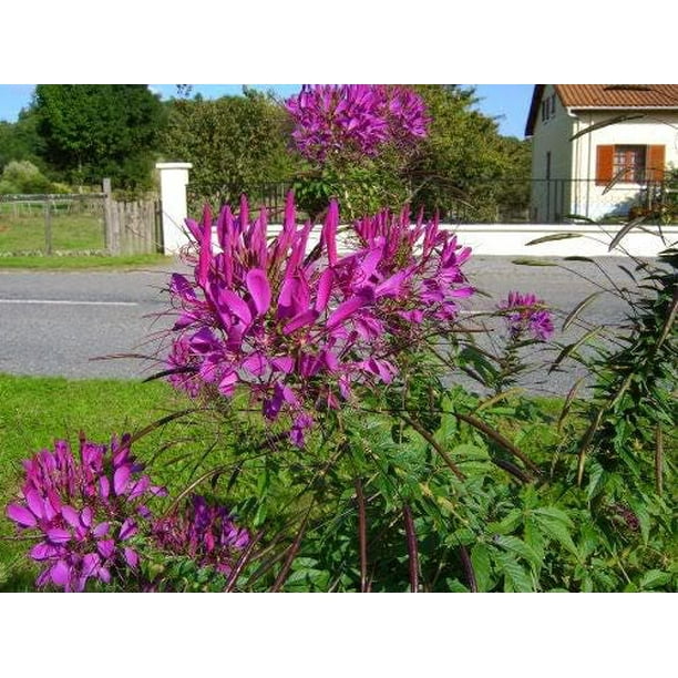 200 VIOLET QUEEN CLEOME (Spider Flower) Cleome Hassleriana Cleome ...
