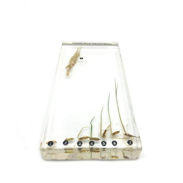Paddy Rice Germination in Acrylic Block Lifecyle of Paddy Rice Biology ...