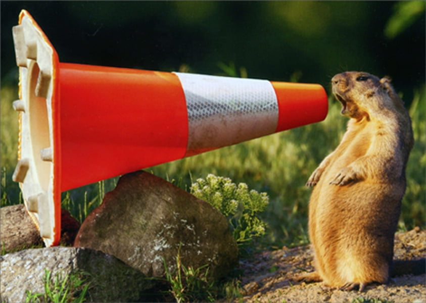 Avanti Press Prairie Dog Yelling Into Construction Cone Funny ...