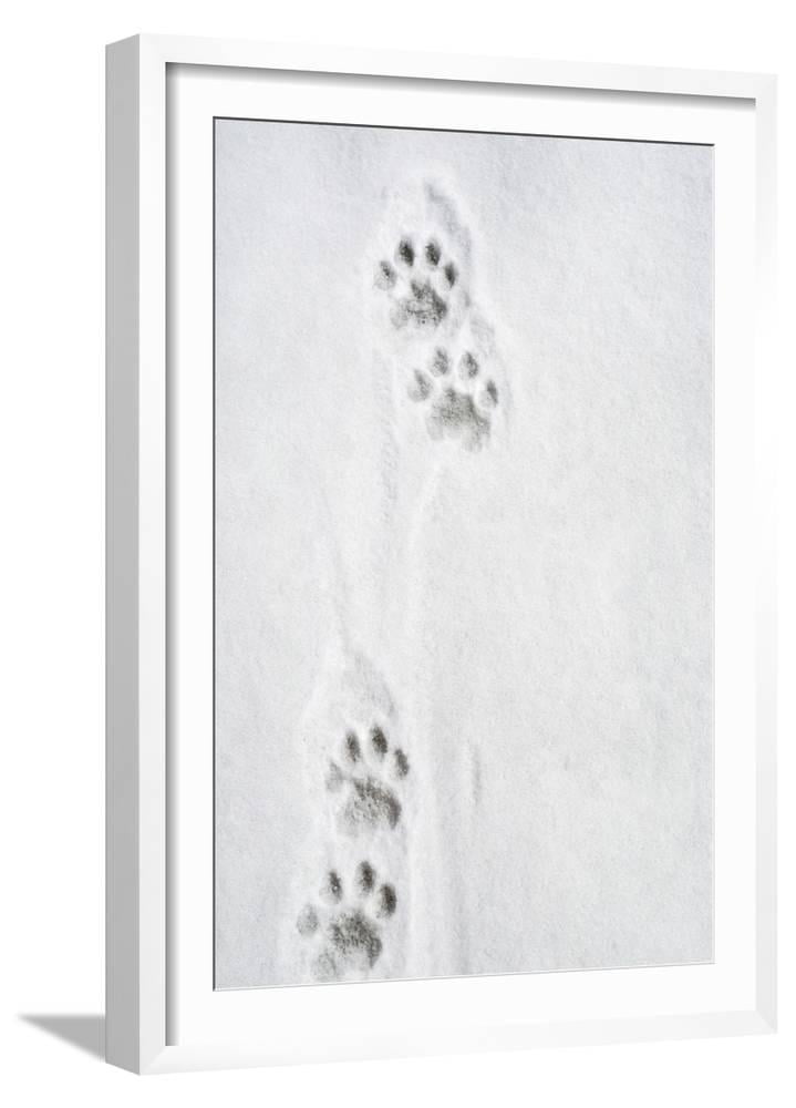Snow Leopard Tracks, Framed Art Print Wall Art Sold by Art.Com ...