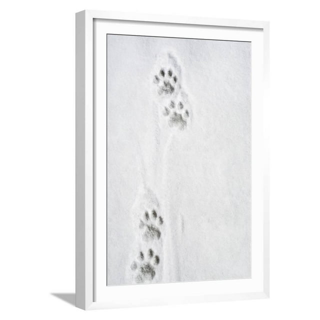 Snow Leopard Tracks, Framed Art Print Wall Art Sold by Art.Com ...