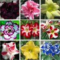 Brilliant Desert Rose Planting-Horticulture-Professional-(Non ...