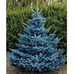 Blue Douglas Fir Seeds for Planting | 20+ Seeds | Grow Evergreen Trees ...