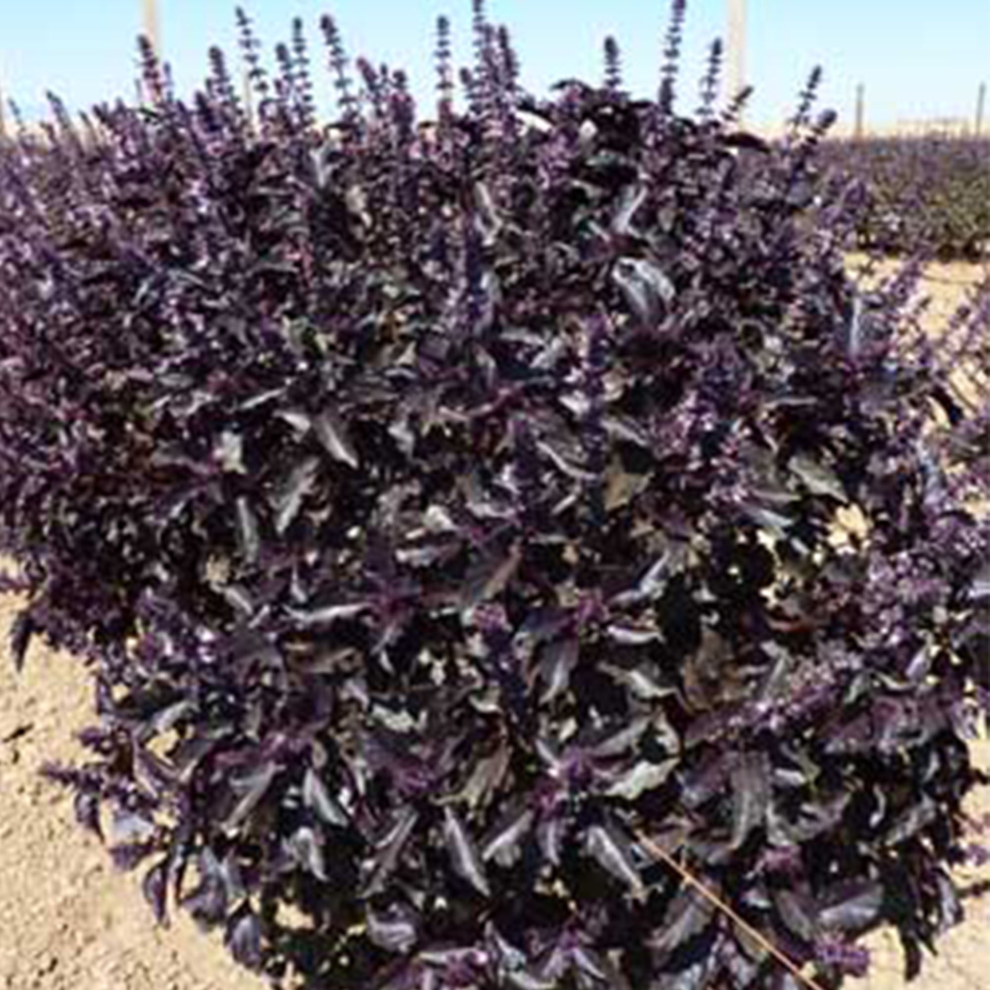 Basil, Purple Dark Opal 500 mg ~300 Seeds - Heirloom Culinary Herb ...