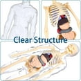 Clear Human Body Structure Model,2026 New Anatomy Model Human Body,3D ...