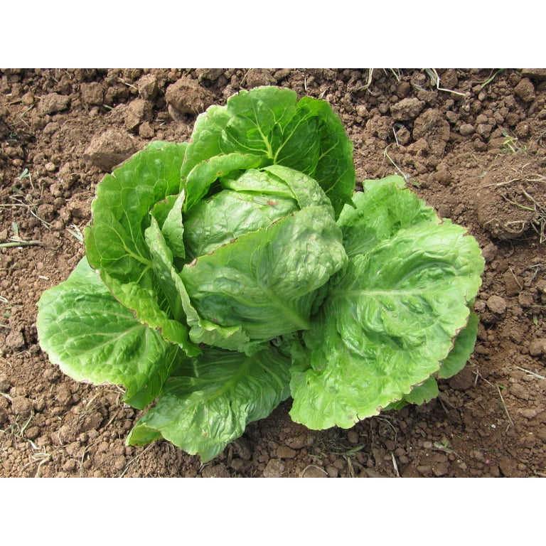 Iceberg Lettuce Garden
