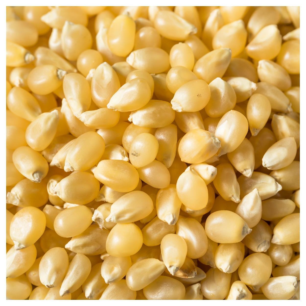 Everwilde Farms - 1 oz White Japanese Hulless Popcorn Seeds - Gold ...