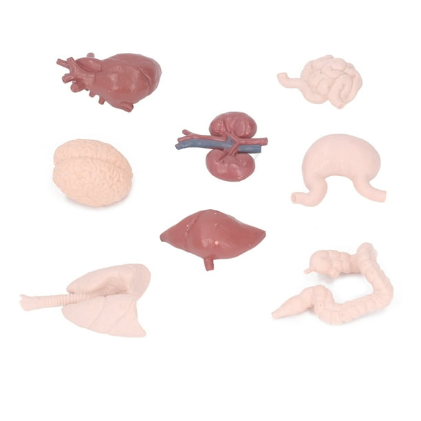 Herramienta Educativa De Anatomía Corporal, Modelo De órgano Humano ...