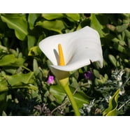 10 Roselily Felicia Bulbs - Walmart.com
