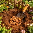 Blue Elephant Ear for Planting-(Non-Artificial)-Effortless to Raise ...