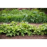 50 Seeds NAVY BEAN Michigan Pea White Phaseolus Vulgaris Soup Vegetable ...