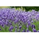 20 DWARF MUNSTEAD LAVENDER Blue English Lavandula Angustifolia Munstead ...