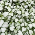 White Nancy Spotted Dead Nettle Lamium maculatum Ground Cover ...
