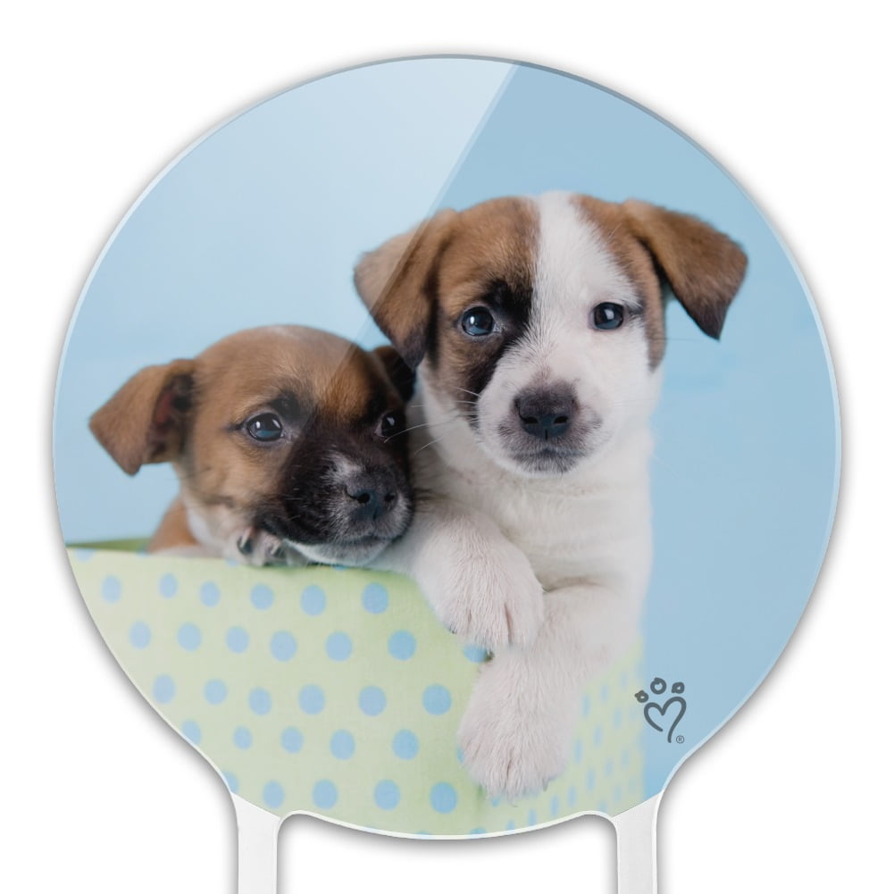 Buy Acrylic Jack Russell Terrier Puppies Dogs Gift Box Cake Topper ...