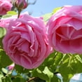 Heirloom Roses - Mme Caroline Testout Hybrid Tea Rose Plant - Walmart.com
