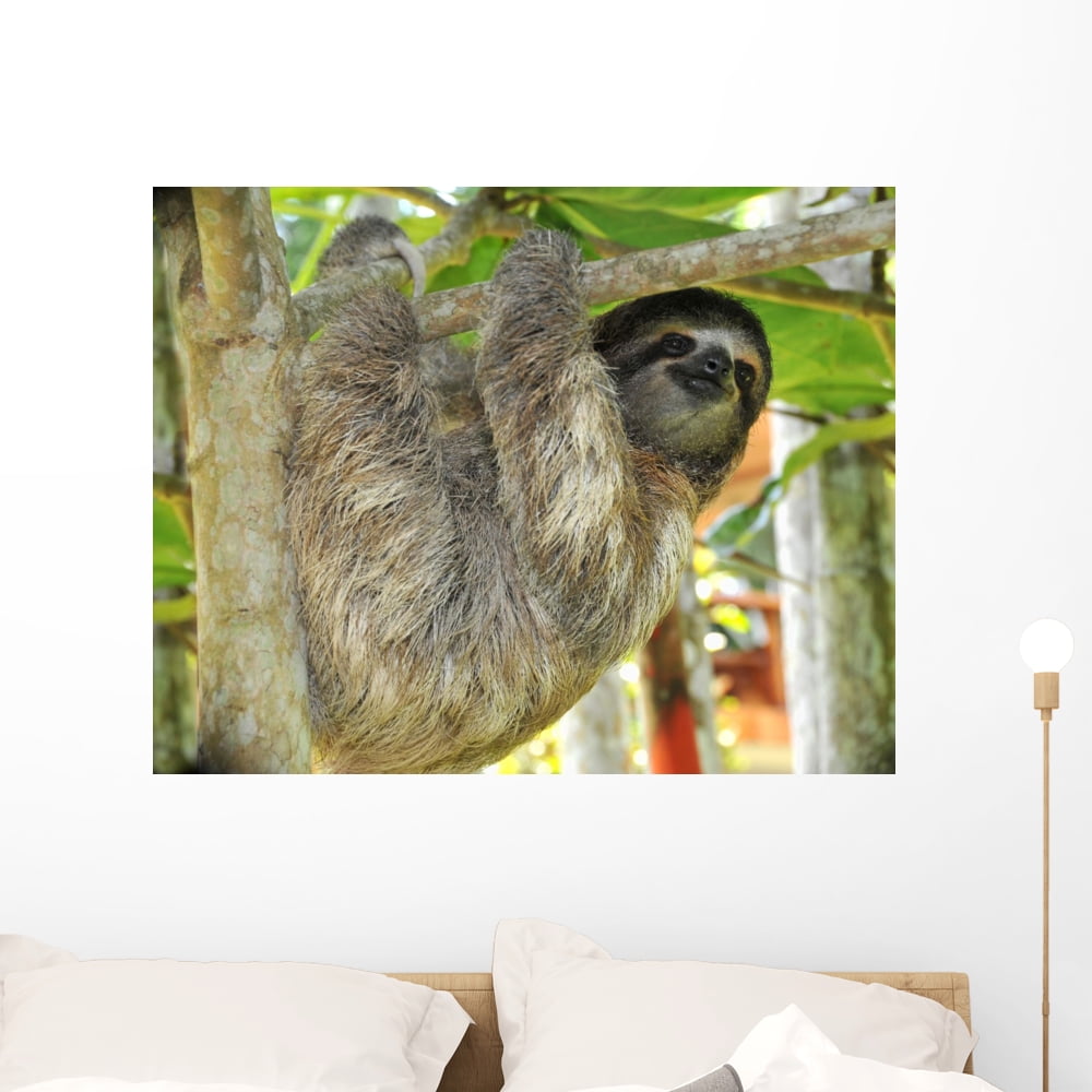 Three Toed Sloth Male Wall Mural by Wallmonkeys Peel and Stick Graphic ...