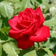Let Freedom Ring Dormant Bare Root Hybrid Tea Rose, Includes one ...