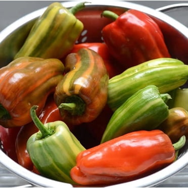 Candy Cane Chocolate Cherry Pepper Seeds for Planting (10 Seeds ...