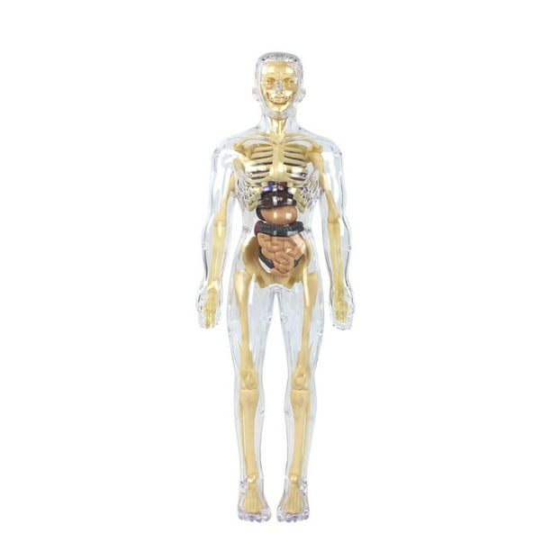 Cateissary Modelo de cuerpo humano fácil de montar para niños que ...