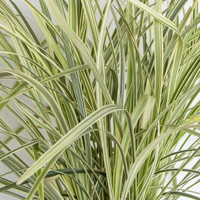 Variegated Outdoor Plants